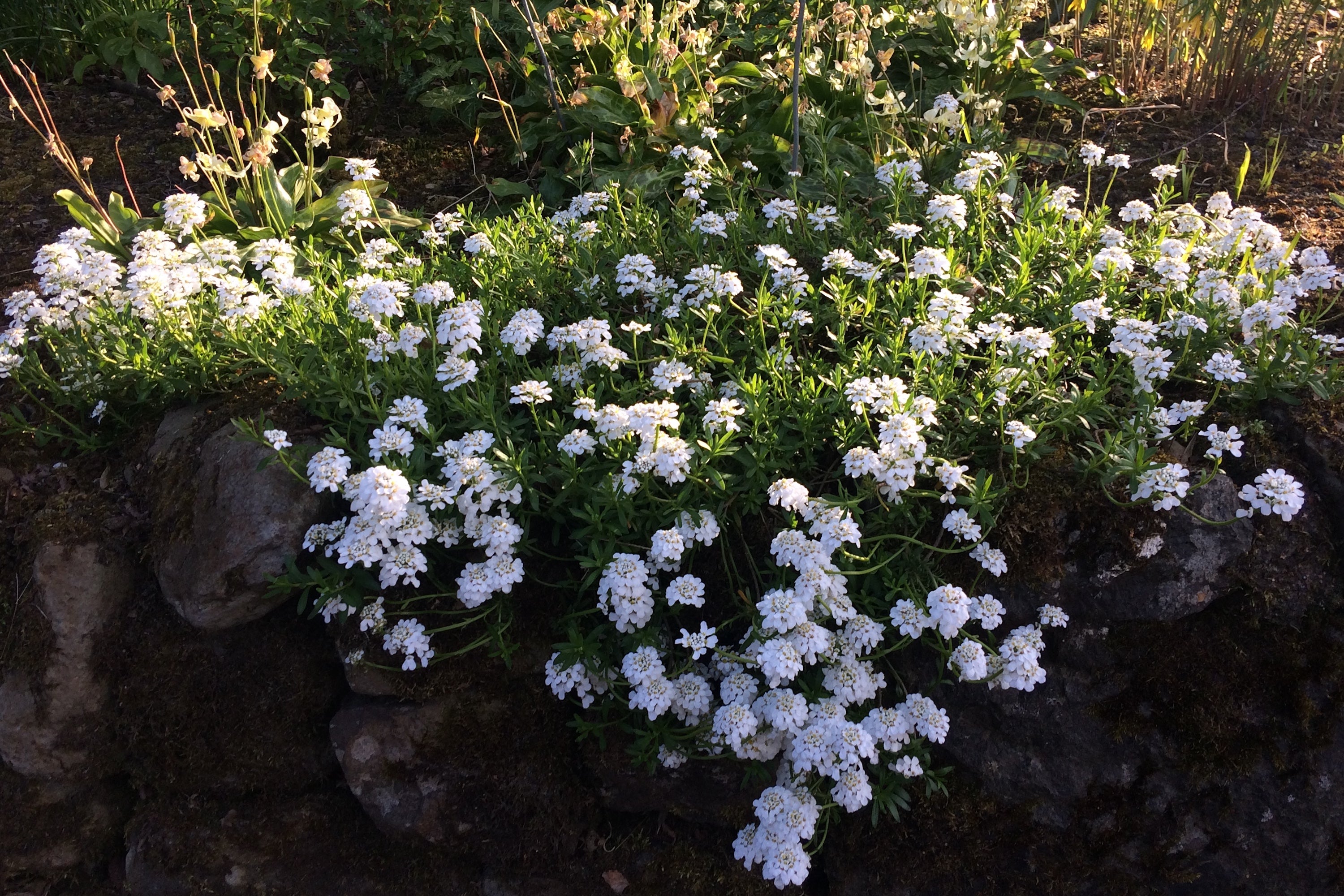 Iberis sempervirens 'Snow Cushion' – Ballyrobert Gardens