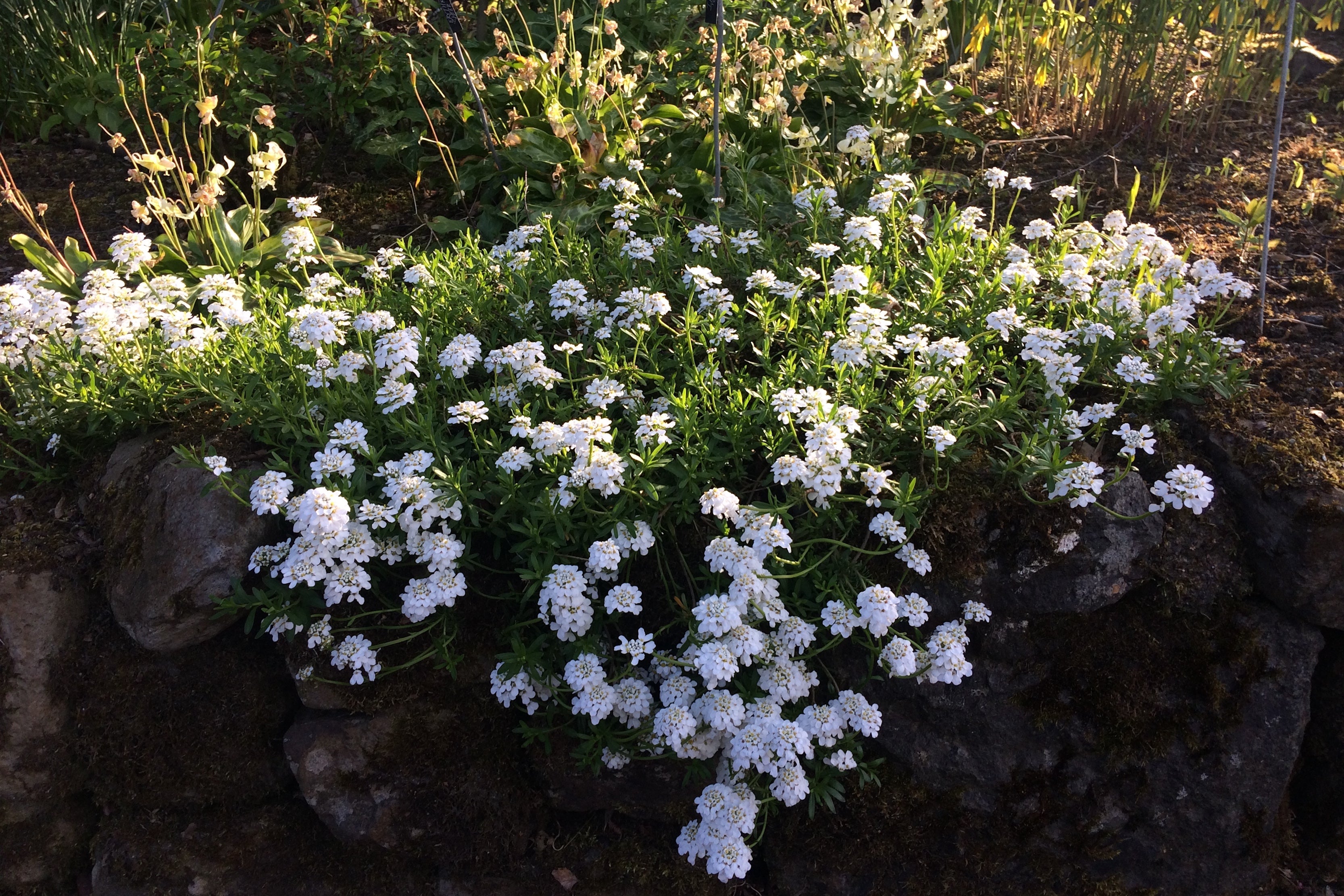 Iberis sempervirens 'Snow Cushion' – Ballyrobert Gardens