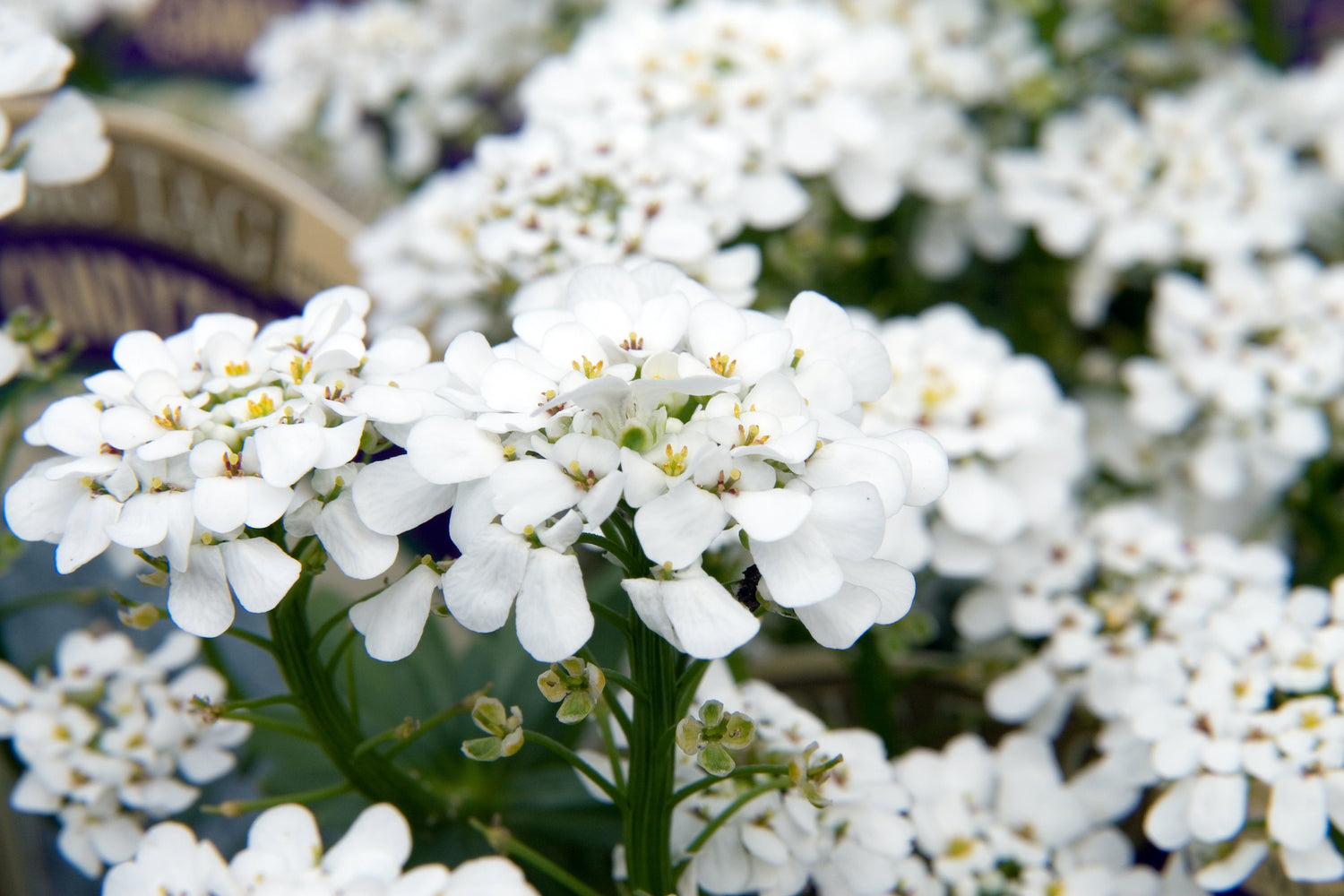 Plants beginning with I – Ballyrobert Gardens