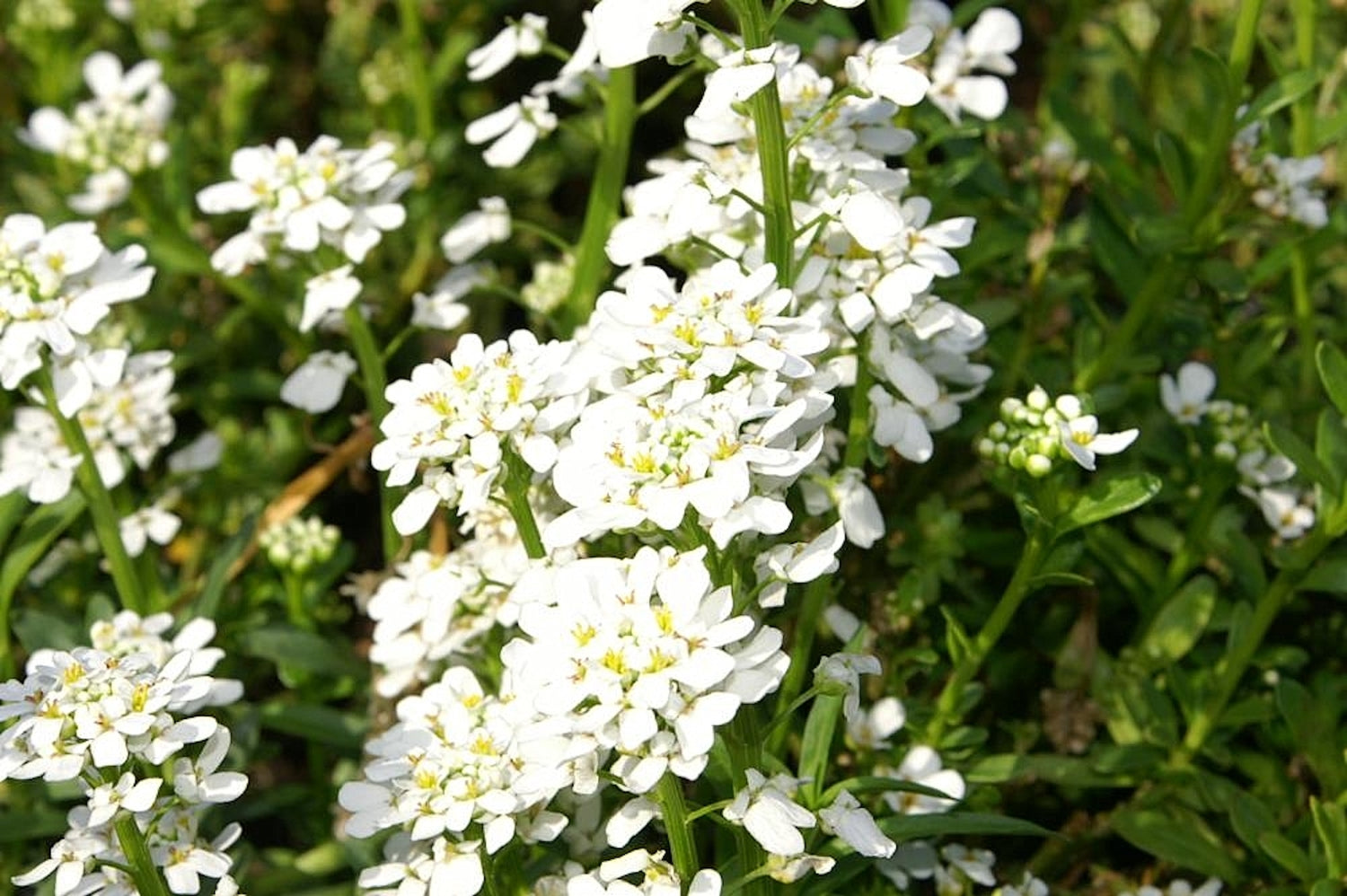 Iberis sempervirens 'Snowflake' – Ballyrobert Gardens