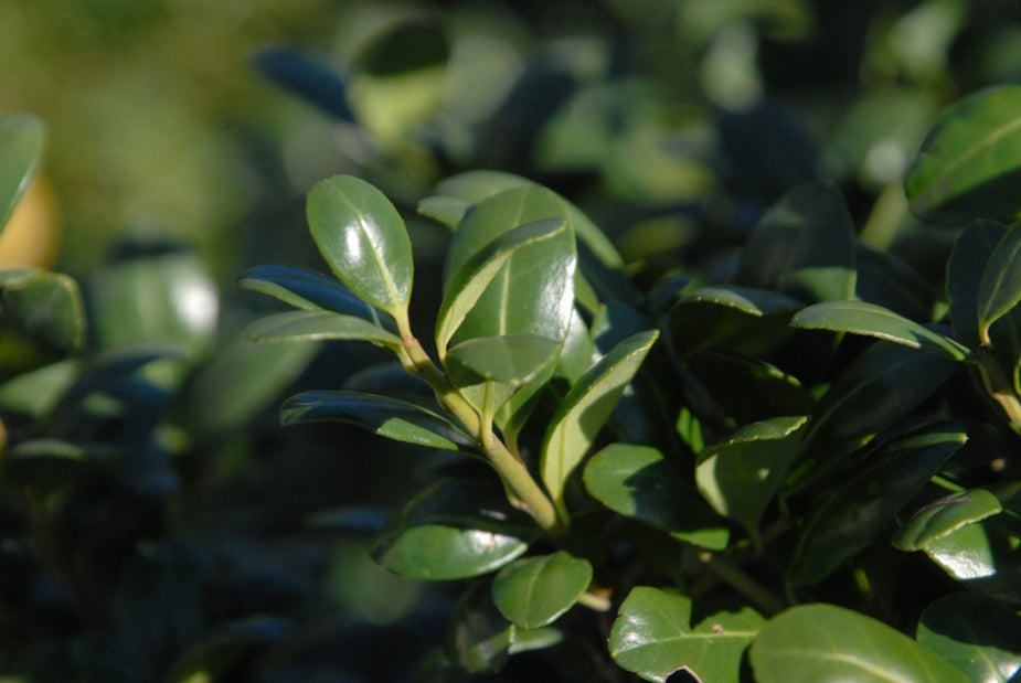 Ilex crenata 'Convexa' – Ballyrobert Gardens