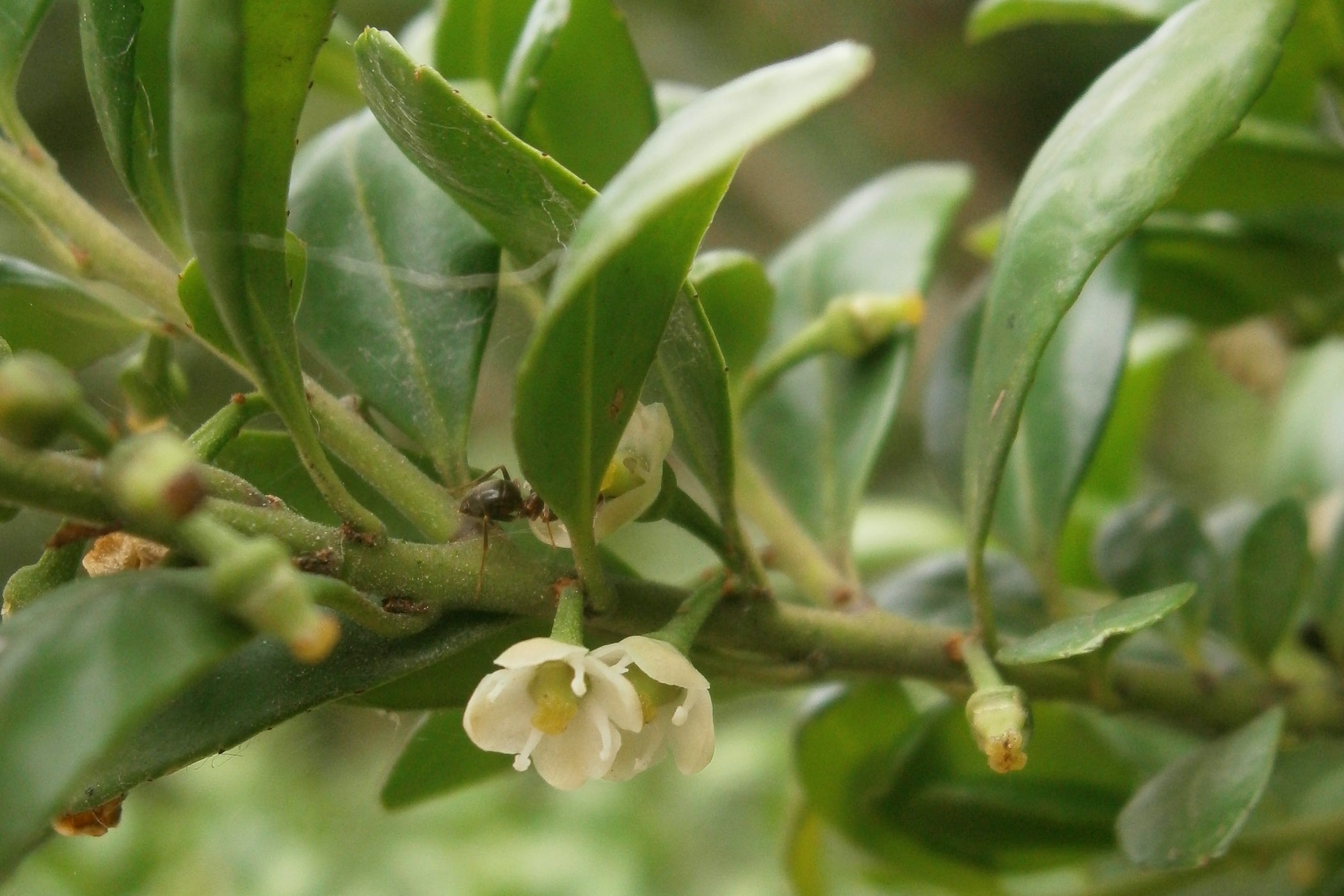 Ilex crenata 'Convexa' – Ballyrobert Gardens
