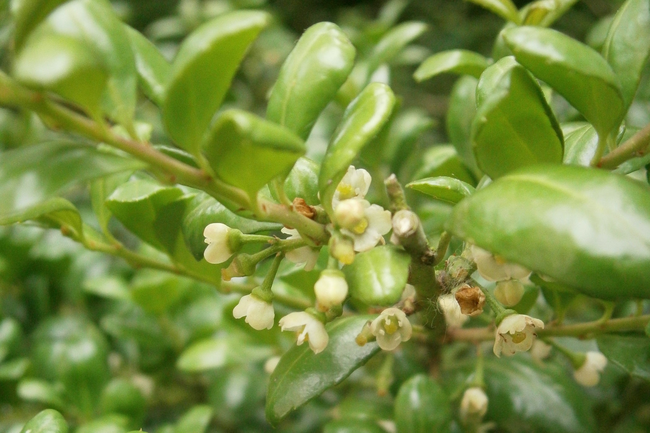 Ilex crenata 'Convexa' – Ballyrobert Gardens