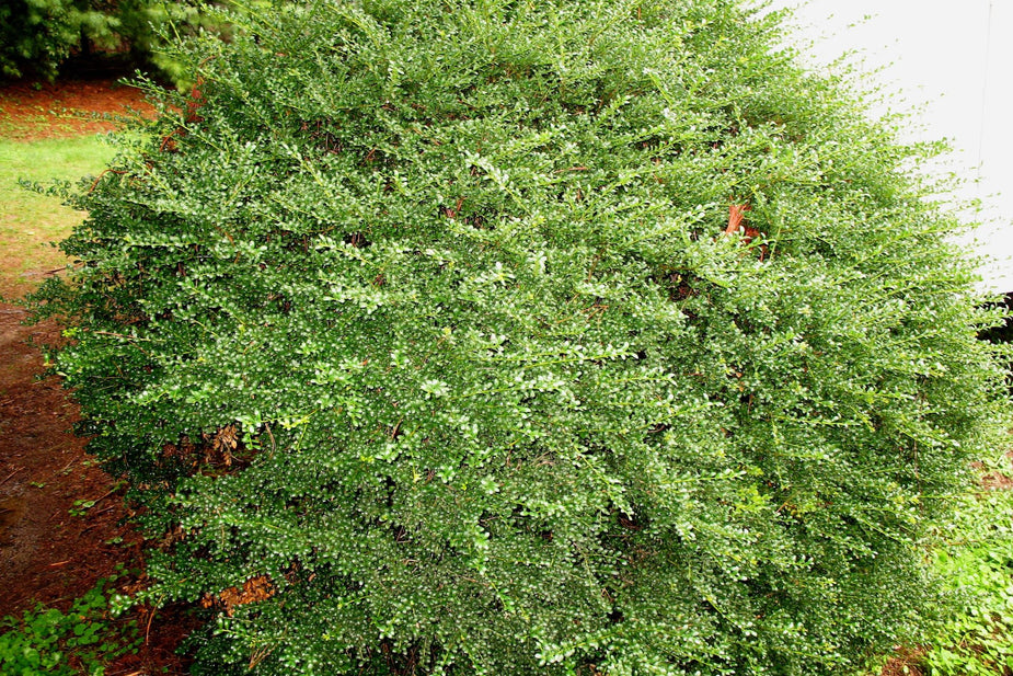 Ilex crenata 'Convexa' – Ballyrobert Gardens