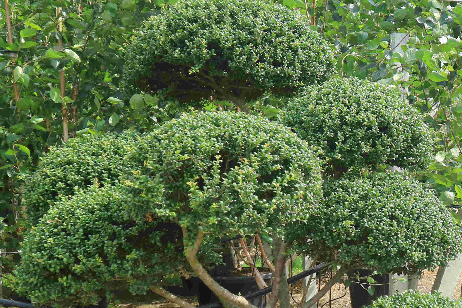 Ilex crenata 'Convexa' – Ballyrobert Gardens