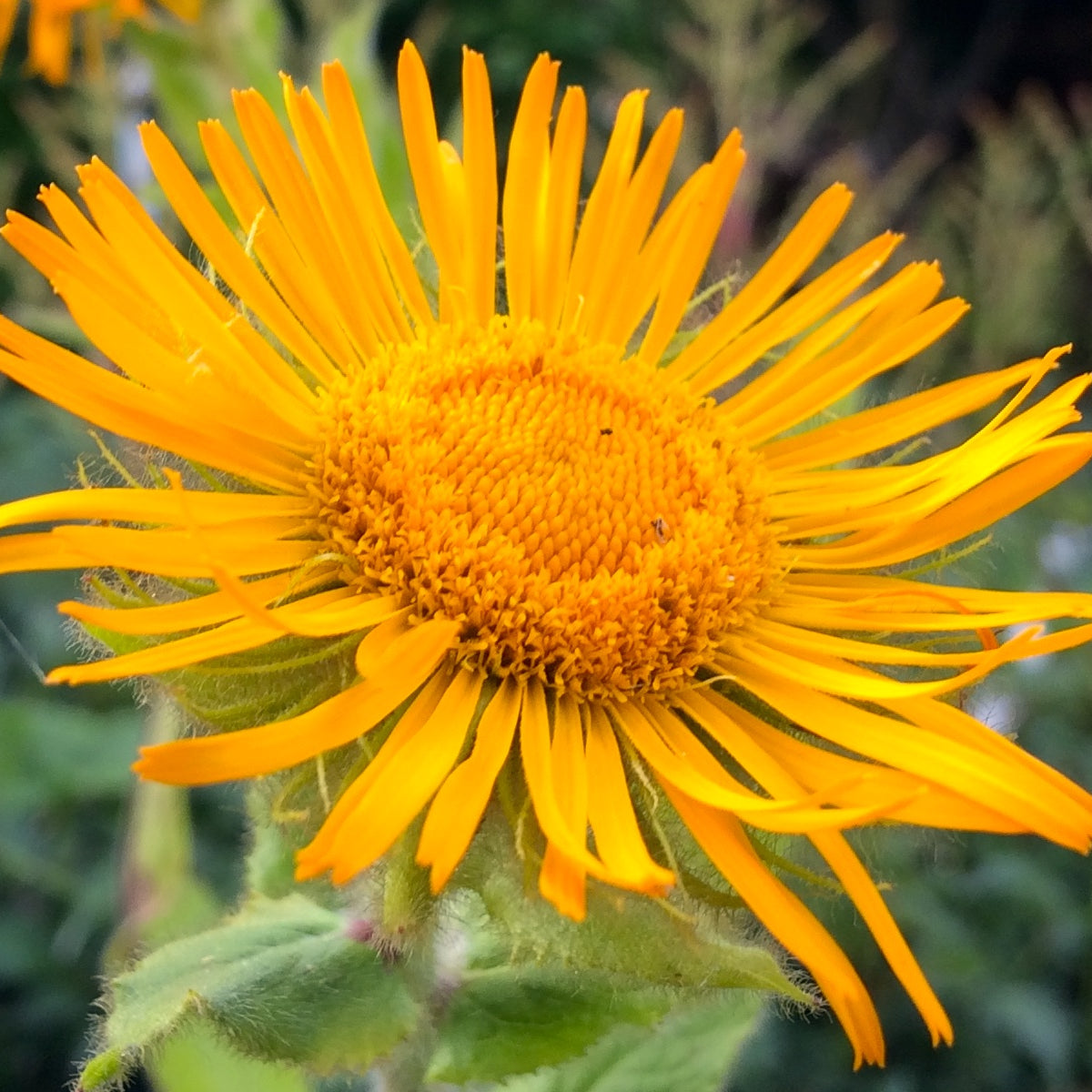 Inula orientalis – Ballyrobert Gardens