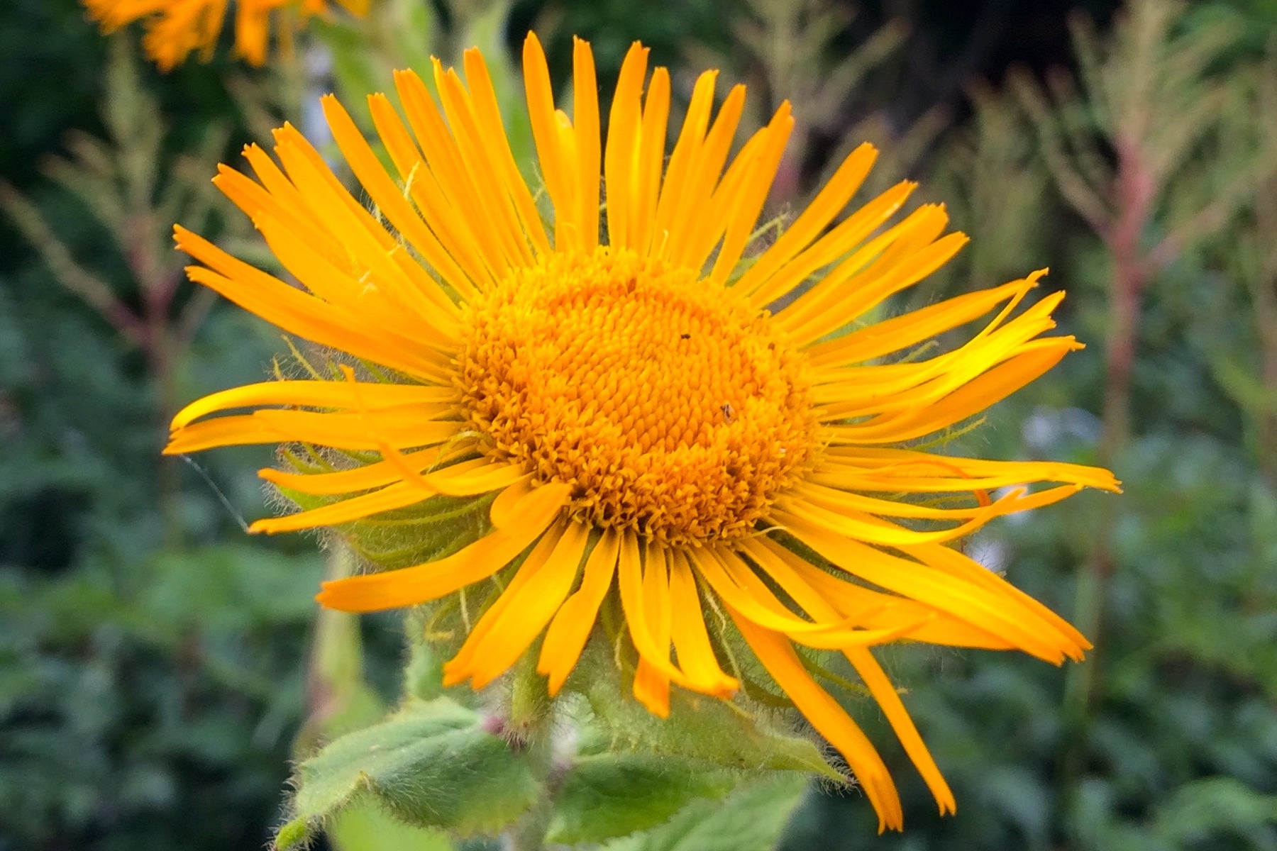 Inula orientalis – Ballyrobert Gardens