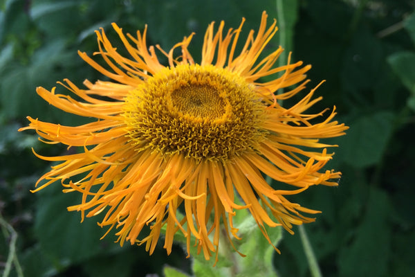 Inula orientalis – Ballyrobert Gardens