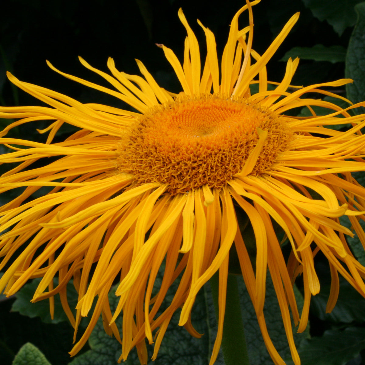 Inula royleana – Ballyrobert Gardens