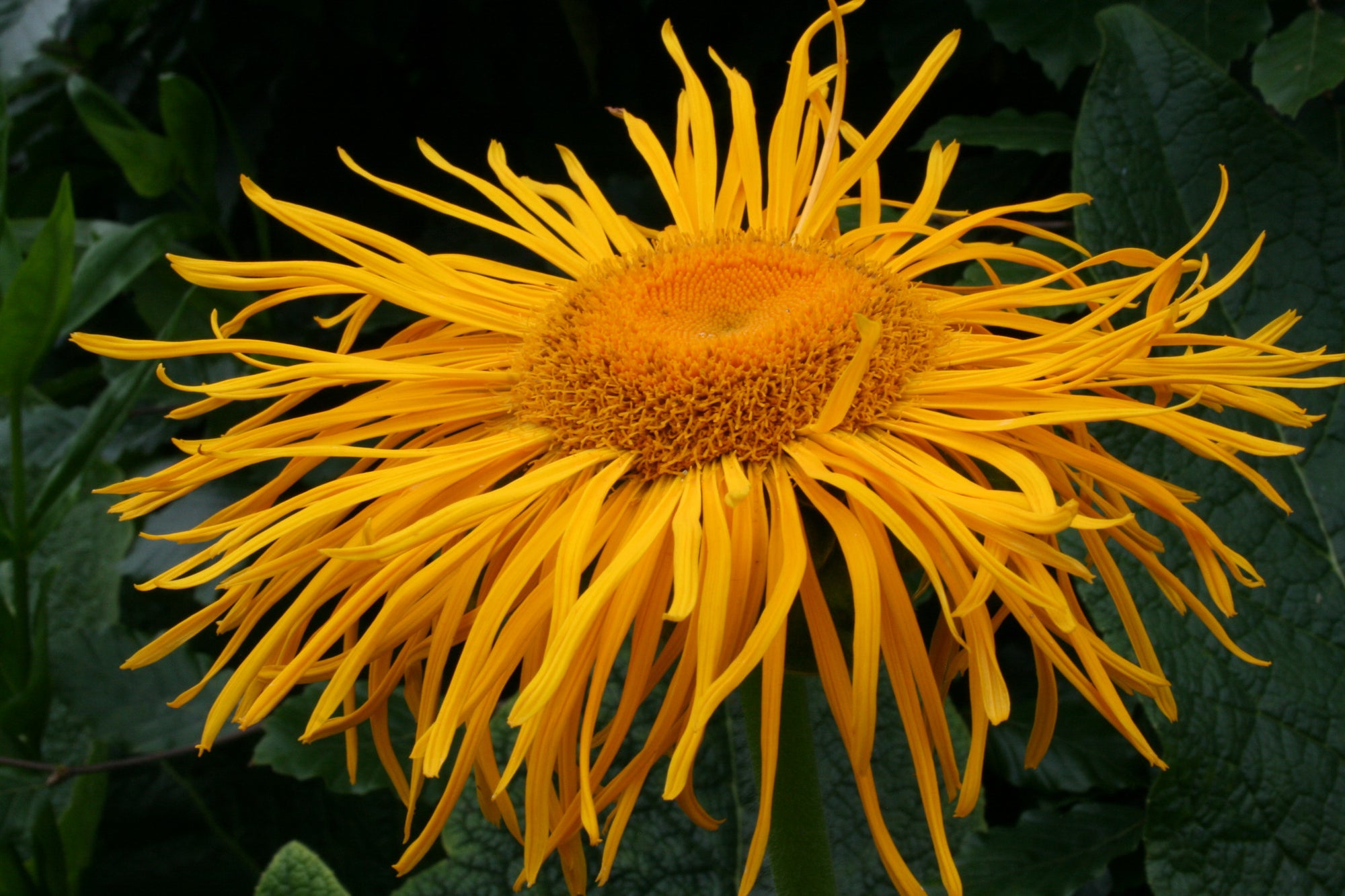 Inula royleana – Ballyrobert Gardens