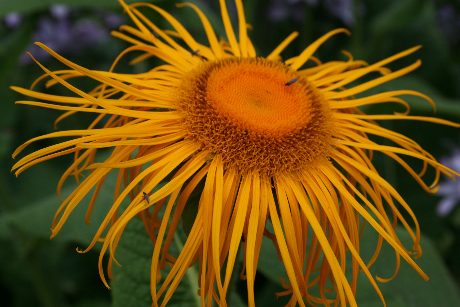 Inula royleana – Ballyrobert Gardens