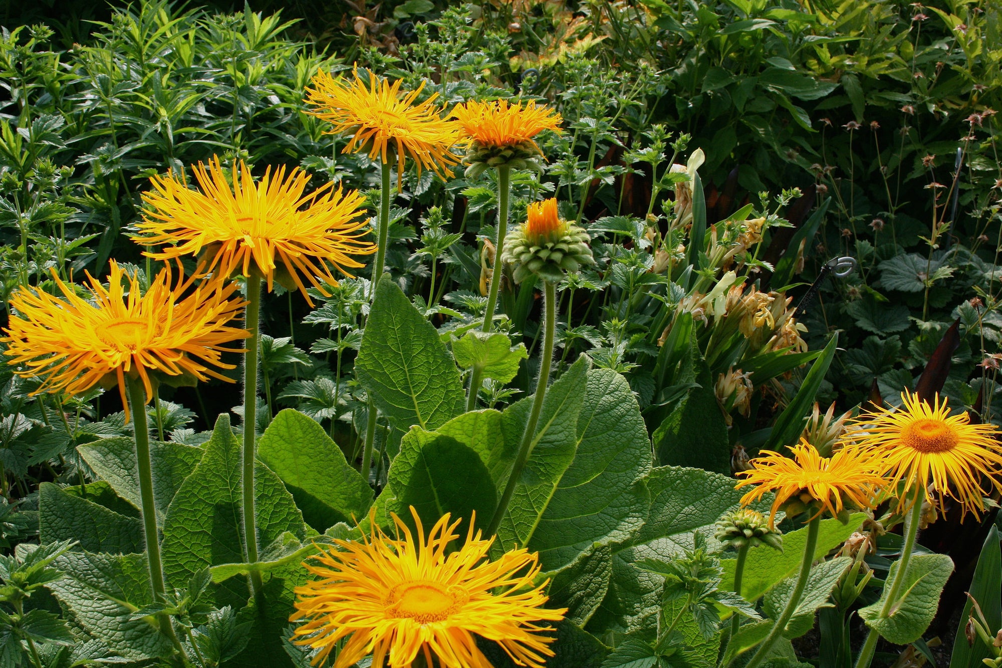 Inula royleana – Ballyrobert Gardens