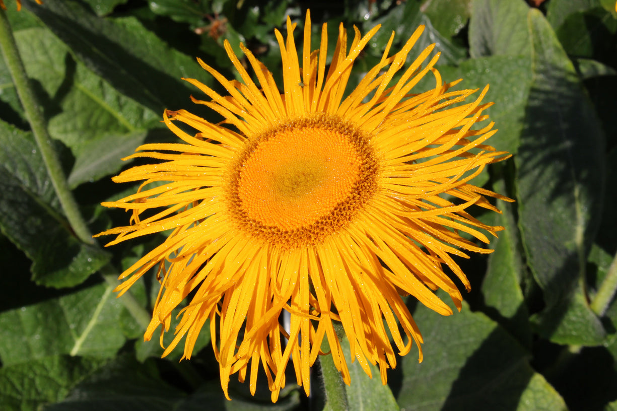 Inula royleana – Ballyrobert Gardens