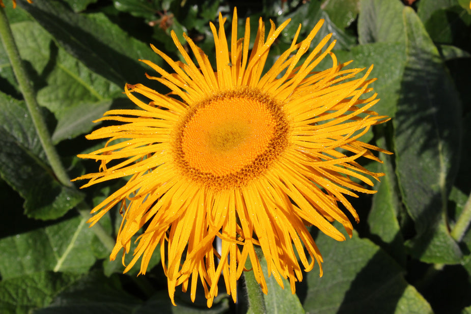 Inula royleana – Ballyrobert Gardens
