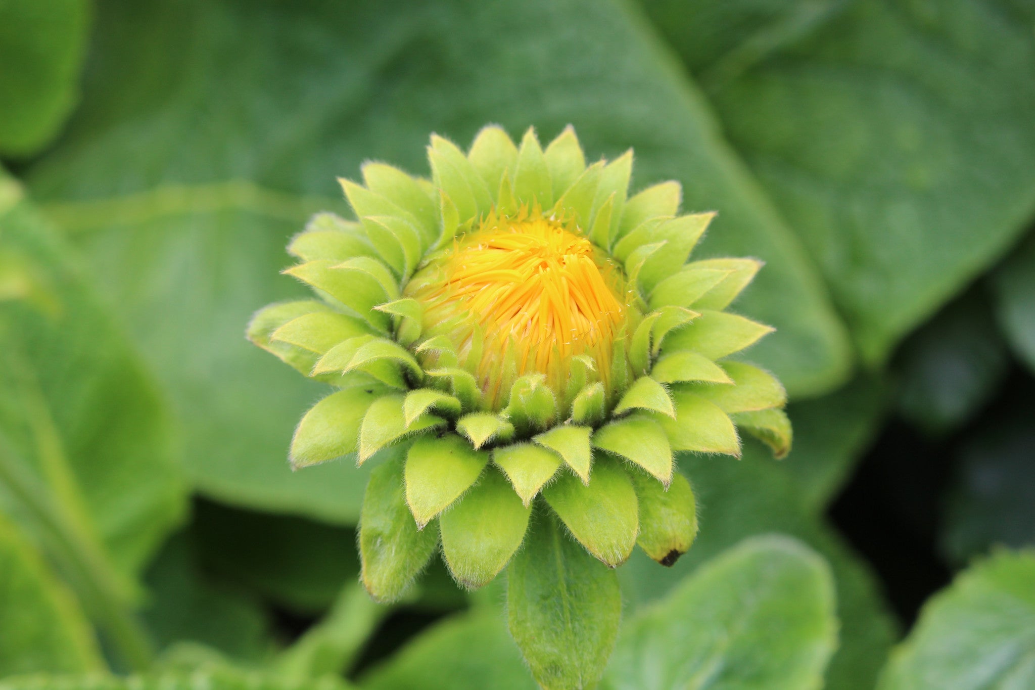 Inula royleana – Ballyrobert Gardens