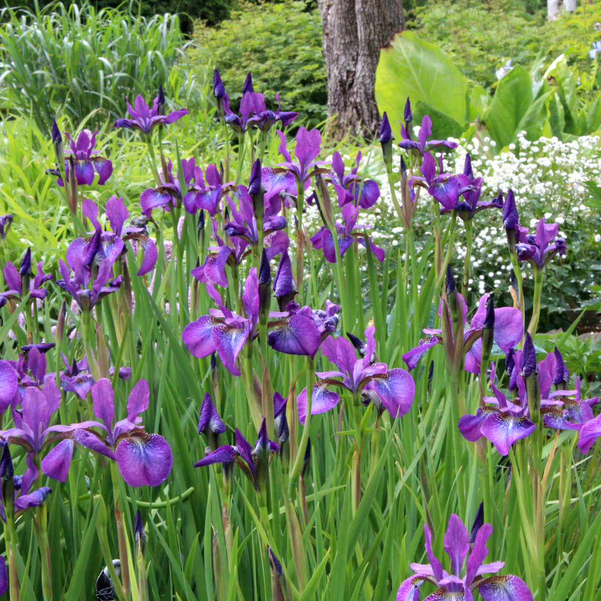 Iris 'Chilled Wine' (Sib) – Ballyrobert Gardens