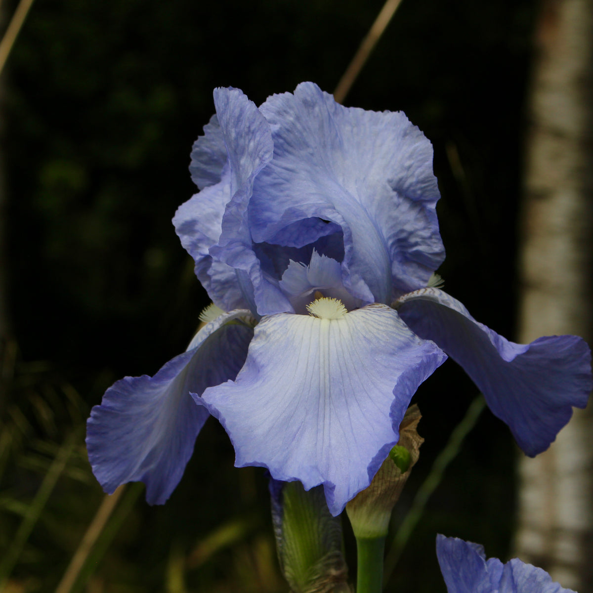 Iris 'Jane Phillips' (TB) – Ballyrobert Gardens
