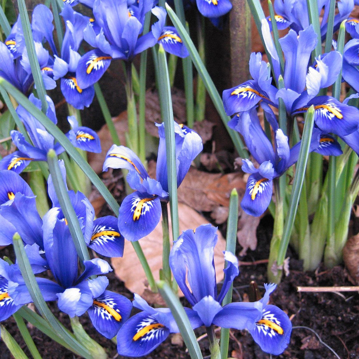 Iris 'Joyce' (Reticulata) – Ballyrobert Gardens