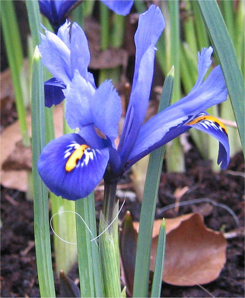 Iris 'Joyce' (Reticulata) – Ballyrobert Gardens