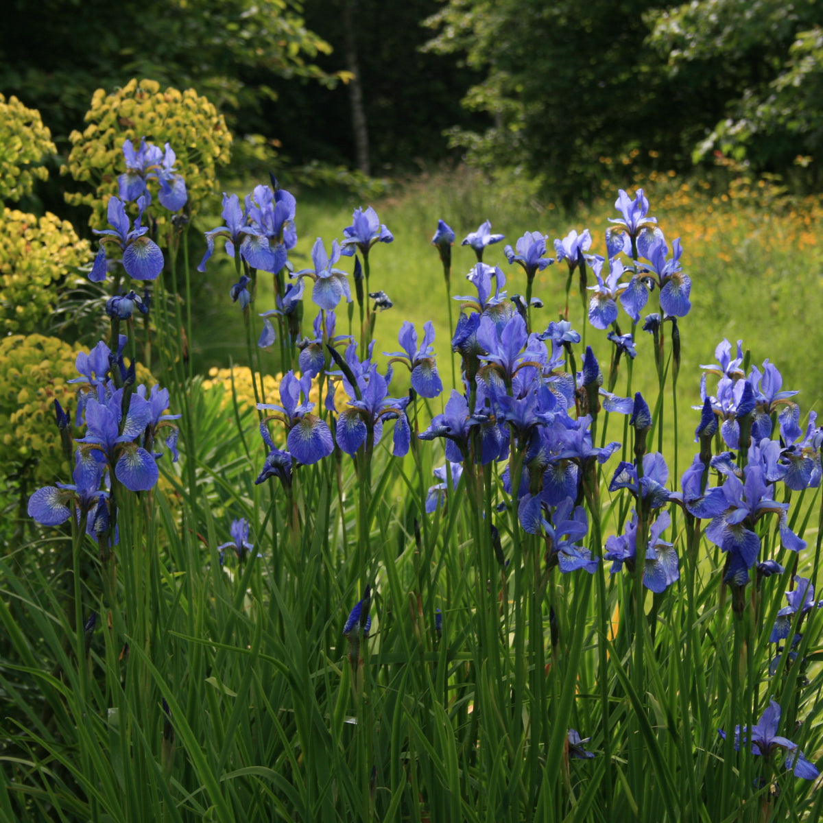 Iris 'Ottawa' (Sib) – Ballyrobert Gardens