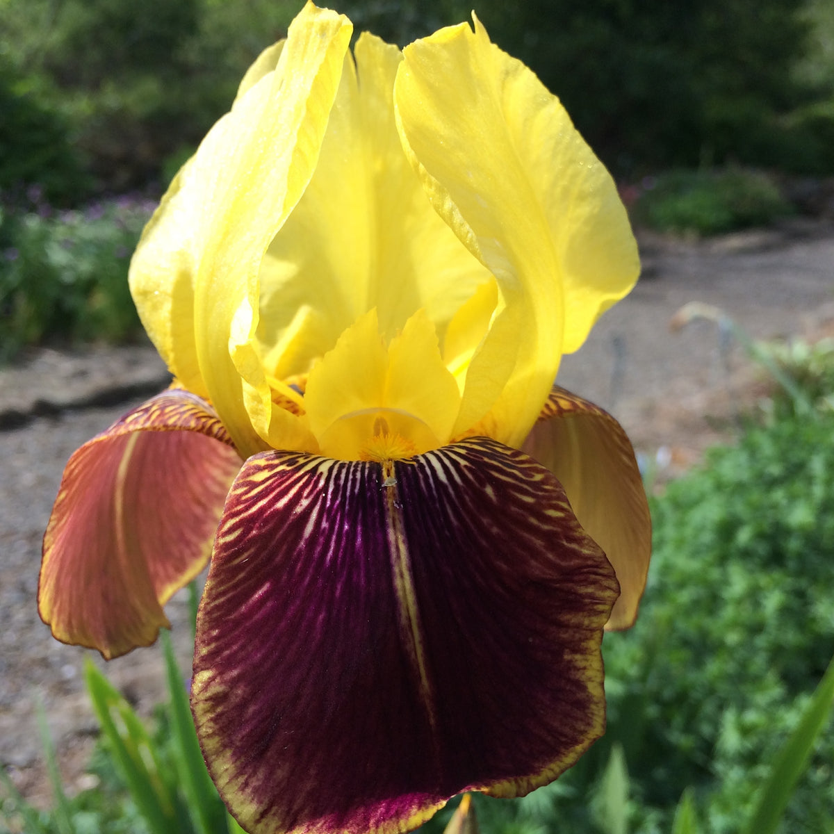 Iris 'Rajah' (TB) – Ballyrobert Gardens