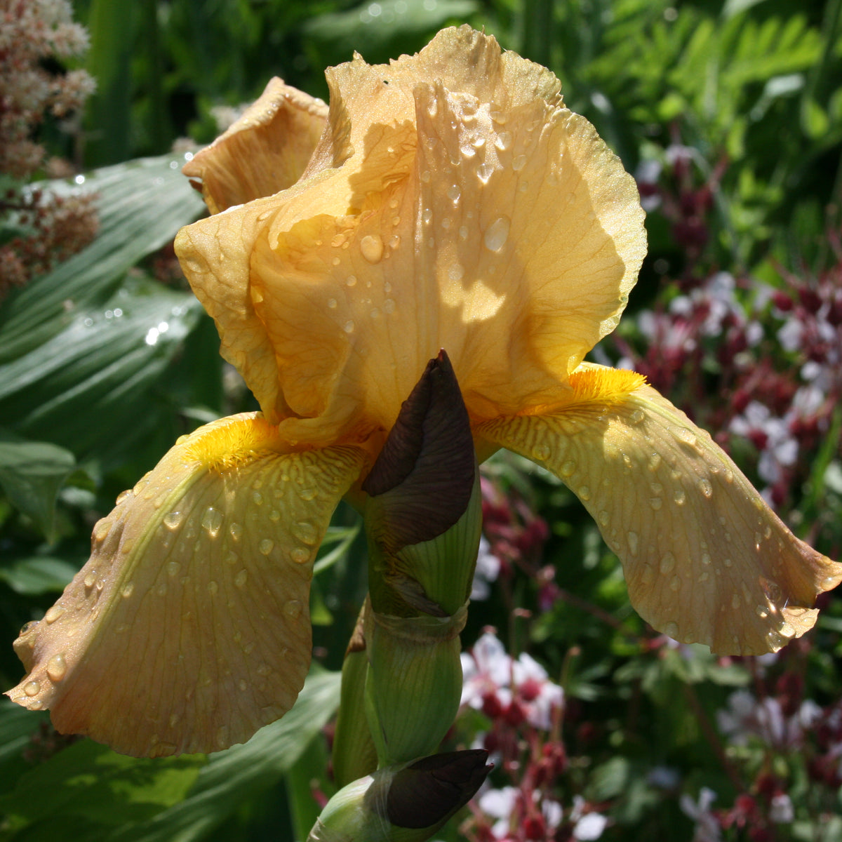 Iris 'Rocket' (TB) – Ballyrobert Gardens