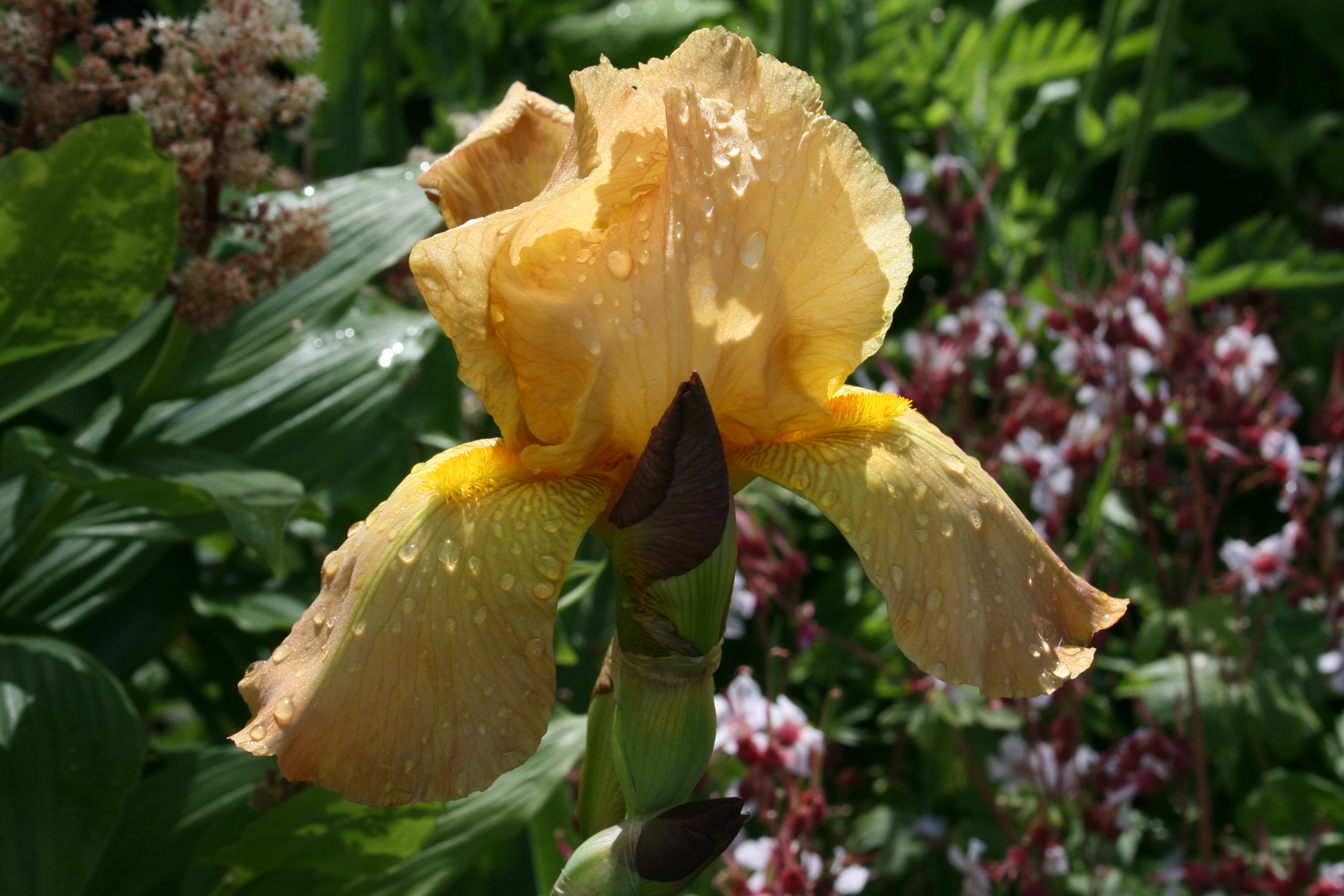 Iris 'Rocket' (TB) – Ballyrobert Gardens