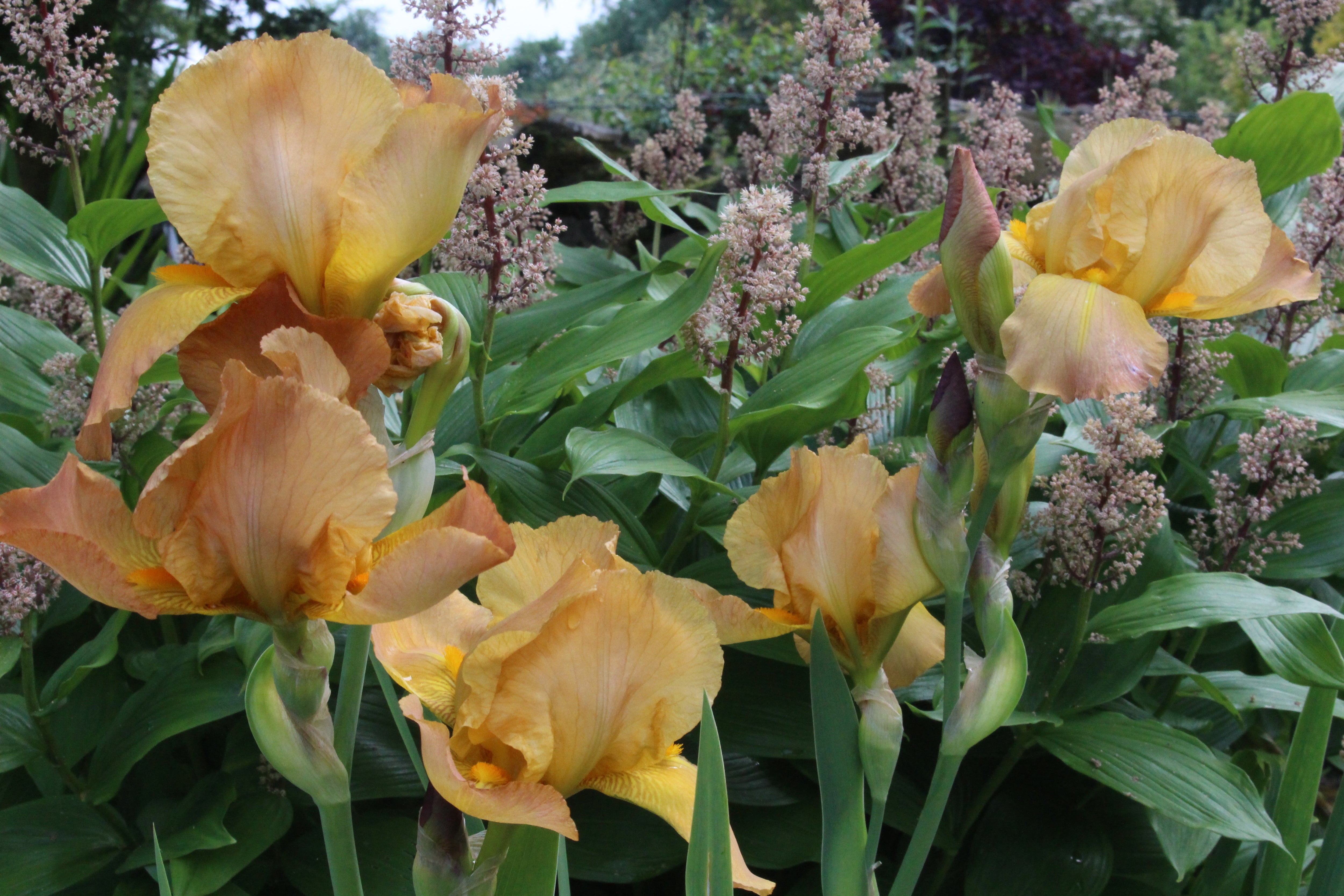 Iris 'Rocket' (TB) – Ballyrobert Gardens