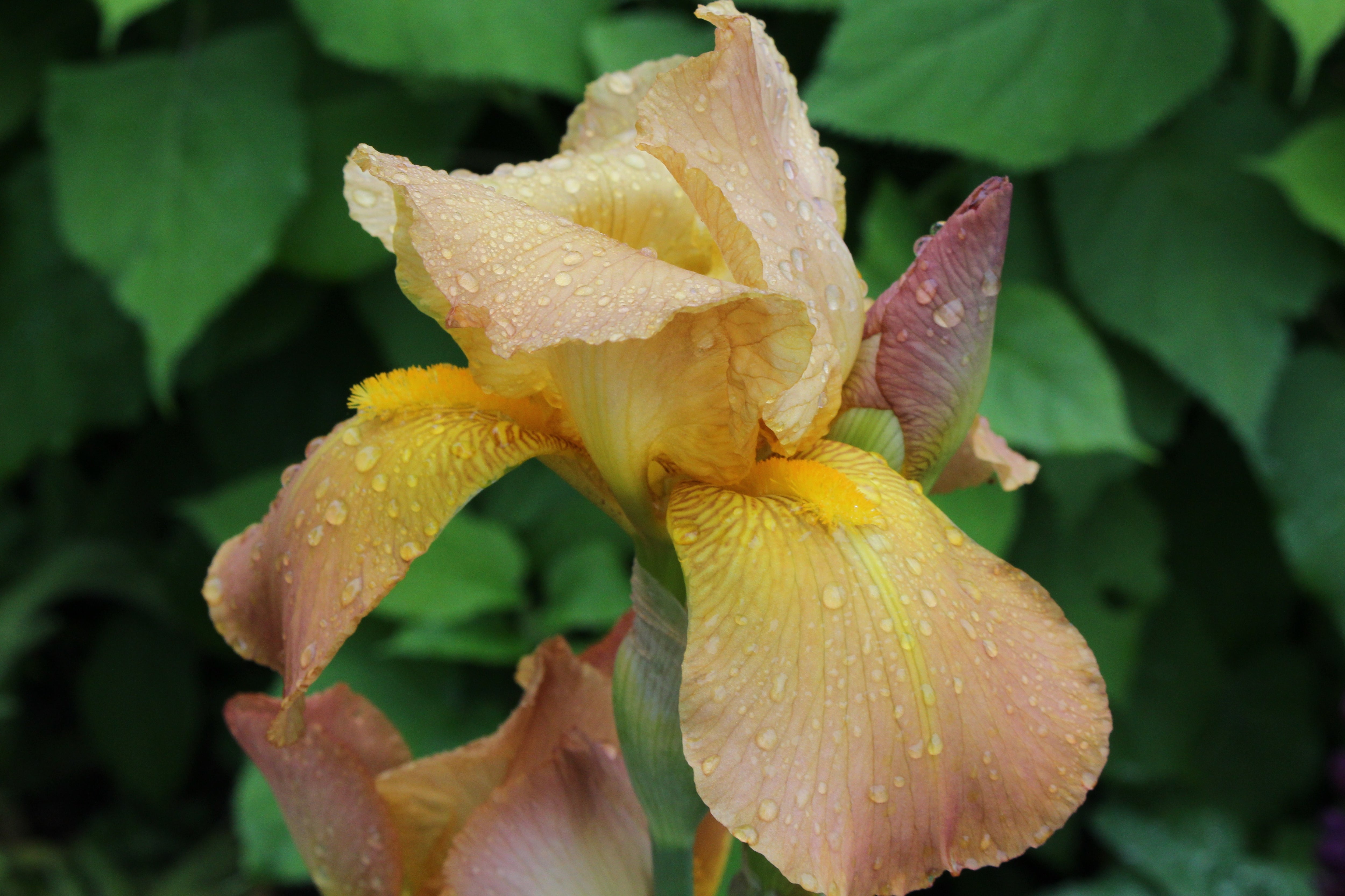 Iris 'Rocket' (TB) – Ballyrobert Gardens
