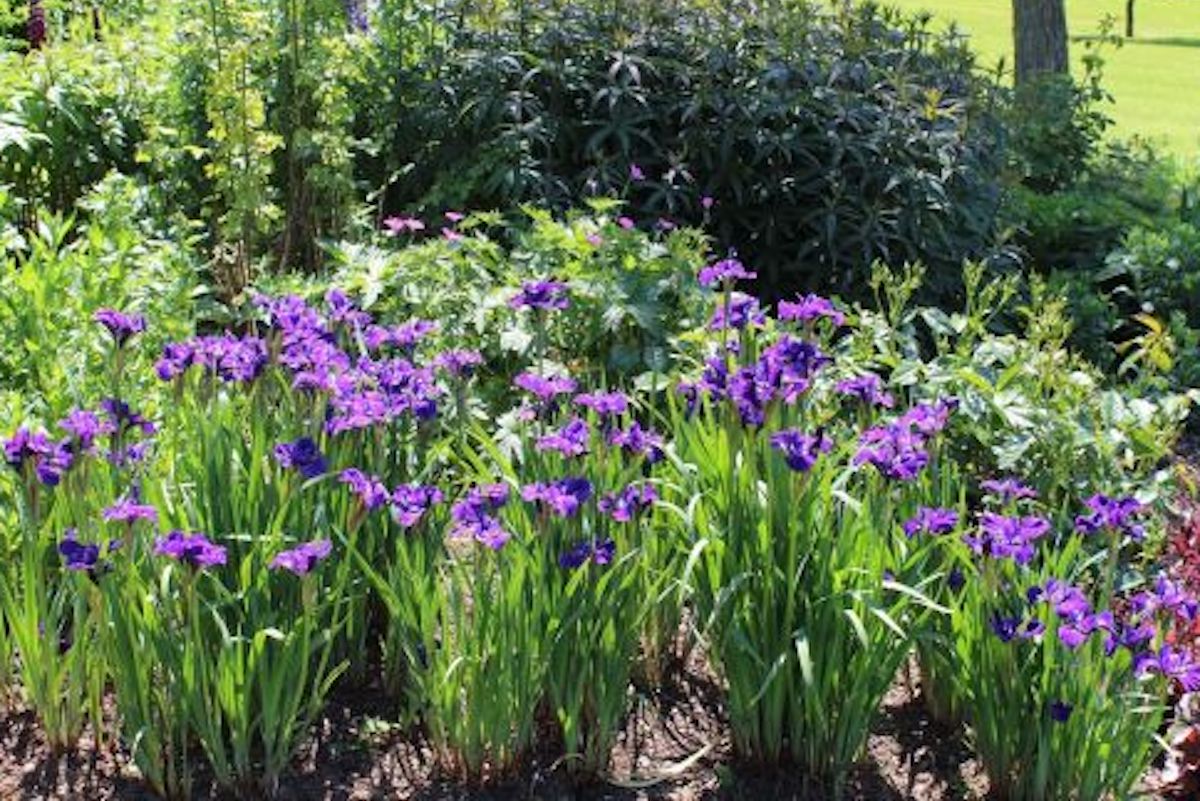 Iris 'Ruffled Velvet' (Sib) – Ballyrobert Gardens