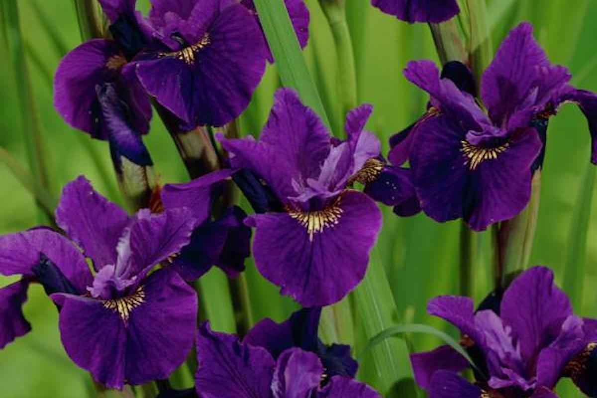 Iris 'Ruffled Velvet' (Sib) – Ballyrobert Gardens