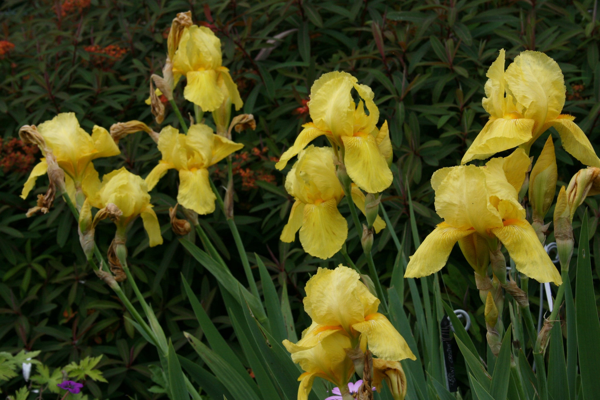 Iris 'Saint Crispin' (TB) – Ballyrobert Gardens