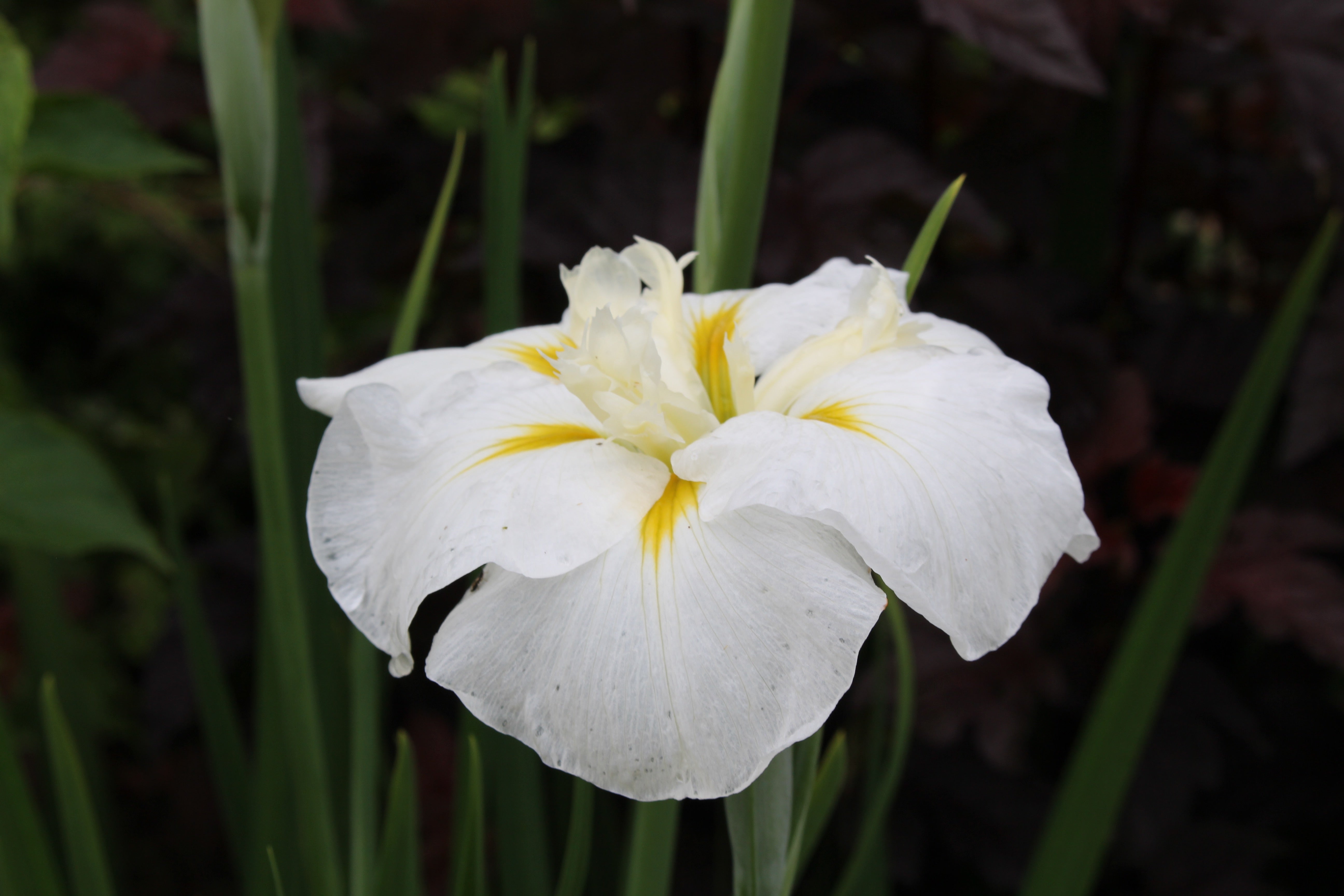 Plants beginning with I – Page 2 – Ballyrobert Gardens