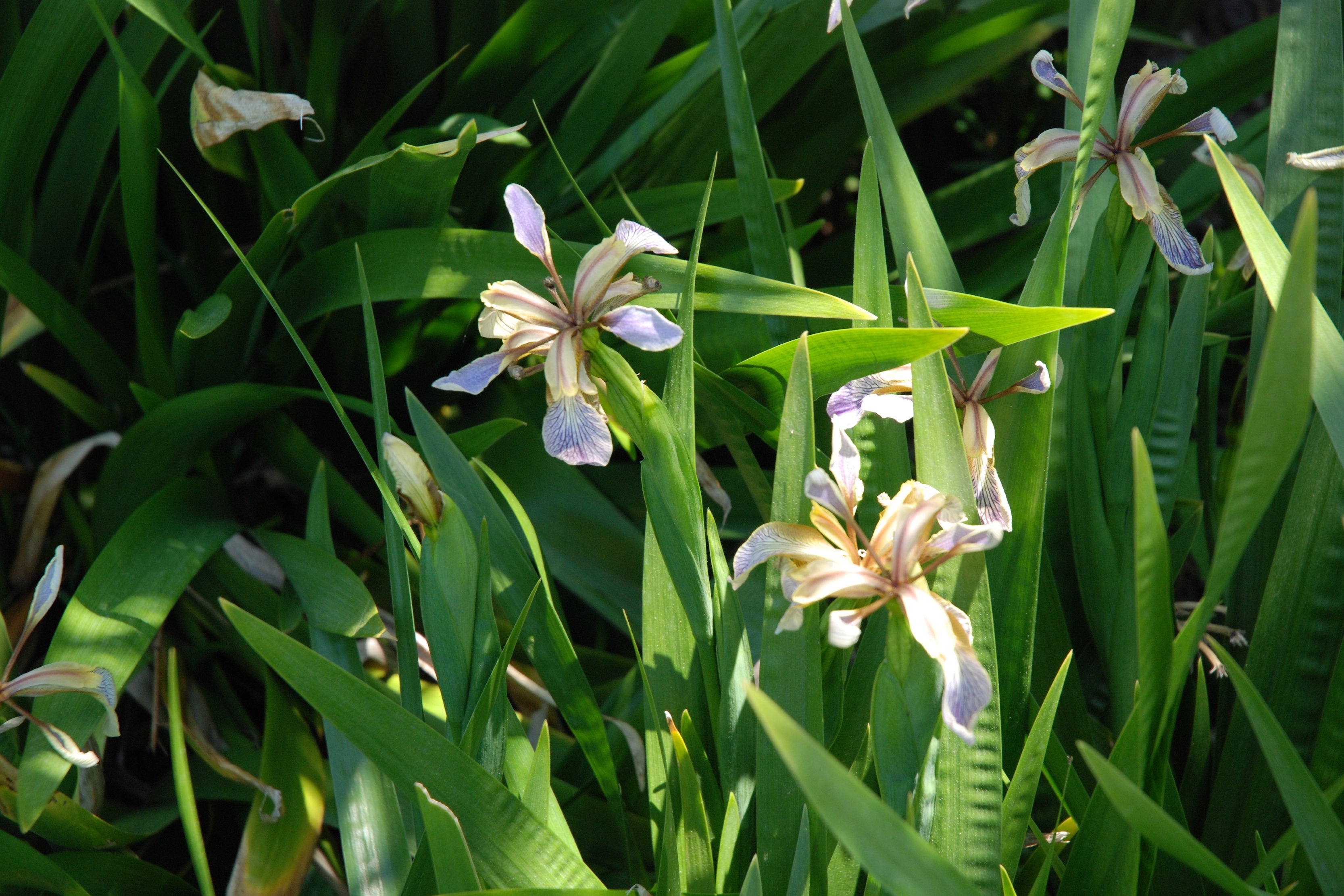 Iris foetidissima – Ballyrobert Gardens