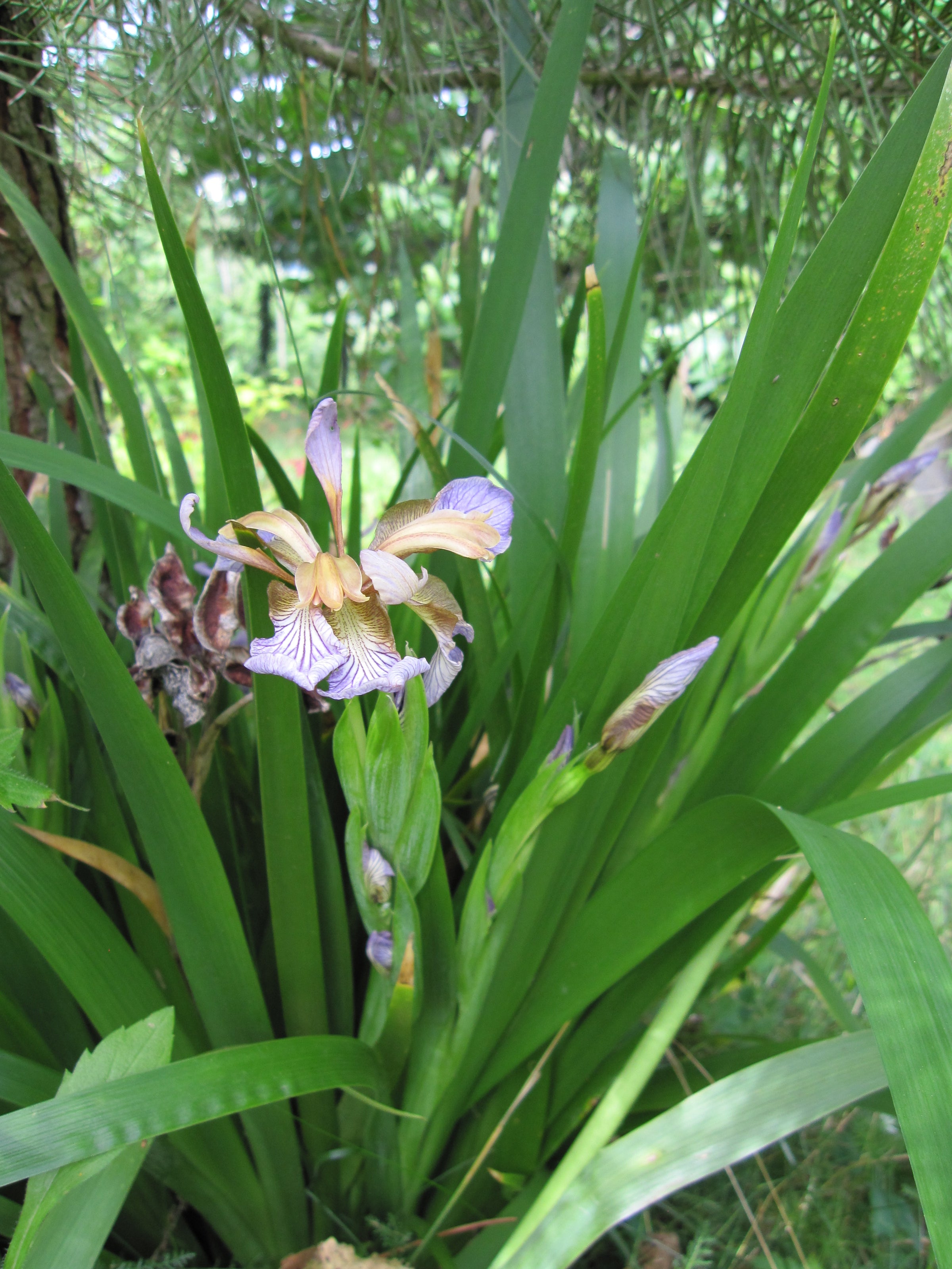 Iris foetidissima – Ballyrobert Gardens