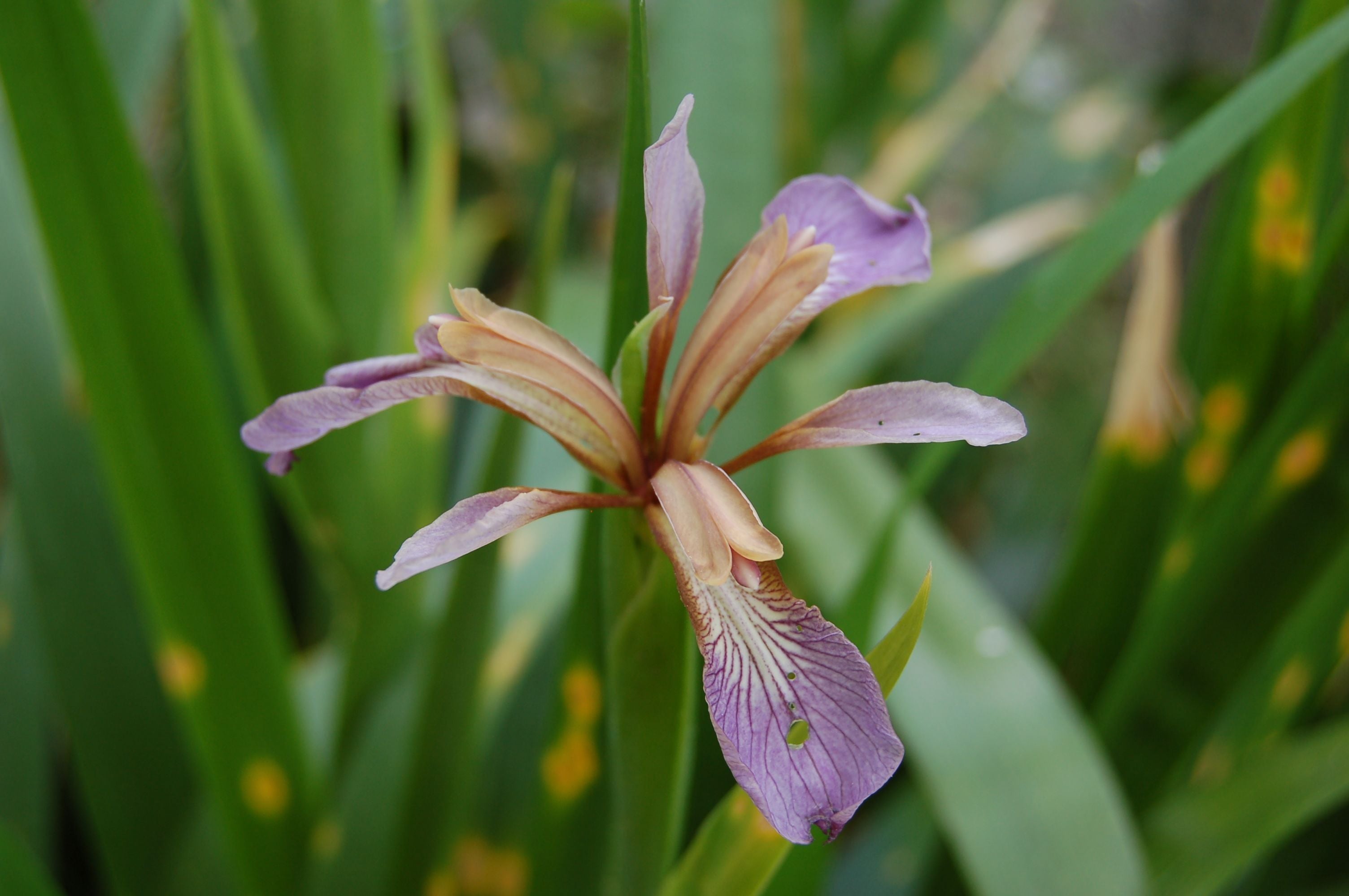 Iris foetidissima – Ballyrobert Gardens