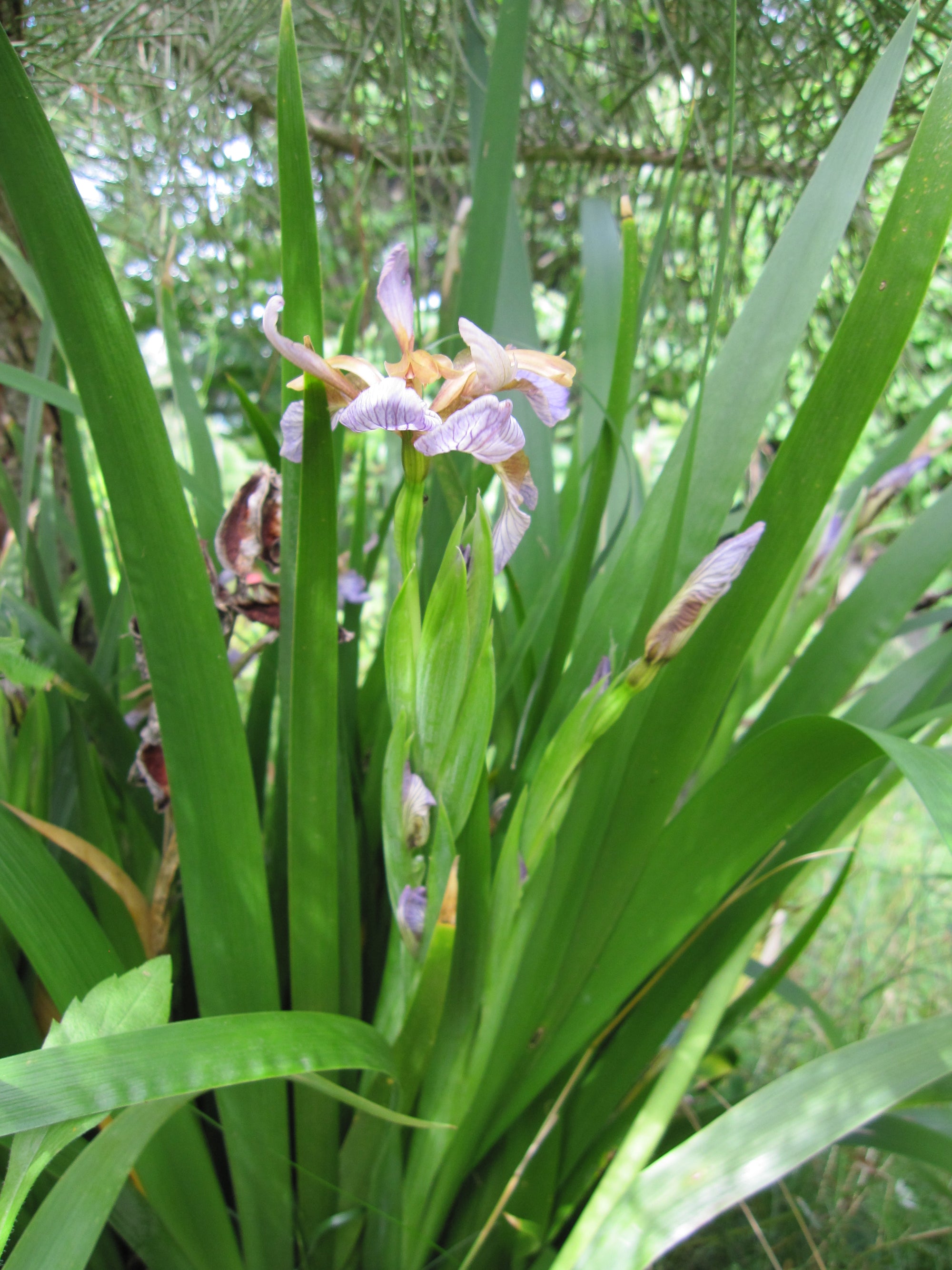 Iris foetidissima – Ballyrobert Gardens