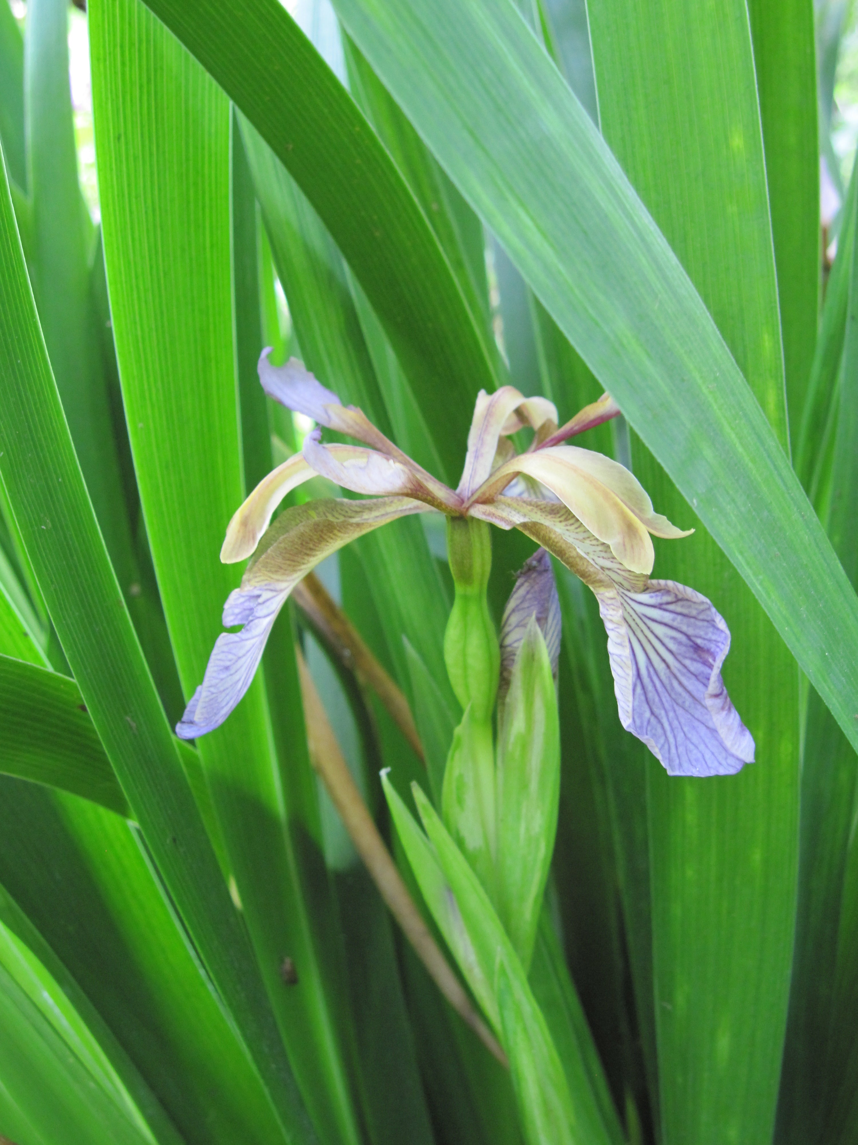 Iris foetidissima – Ballyrobert Gardens