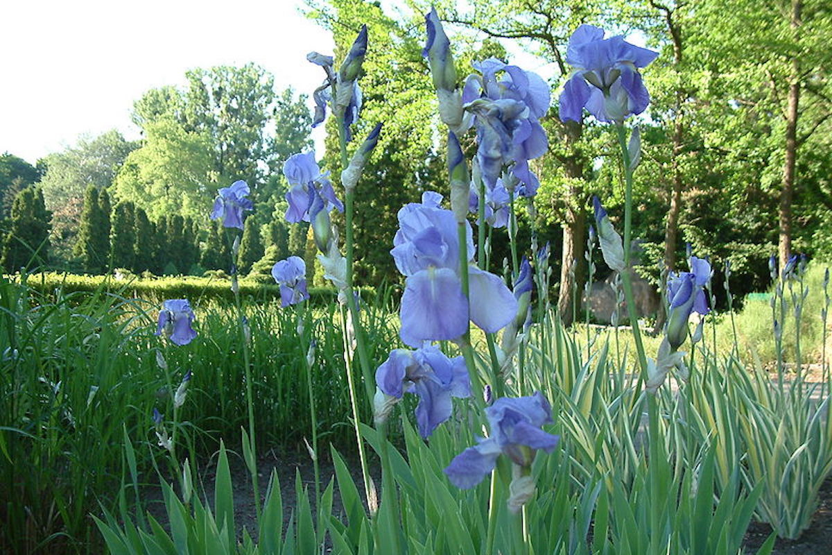iris flower rhs
