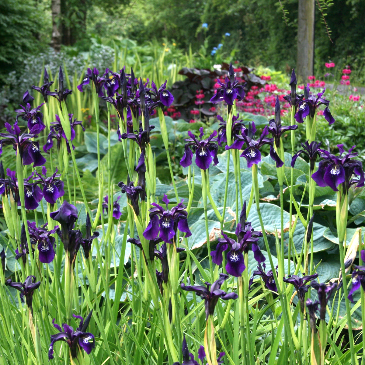 Iris chrysographes 'Ellenbank Nightshade' – Ballyrobert Gardens