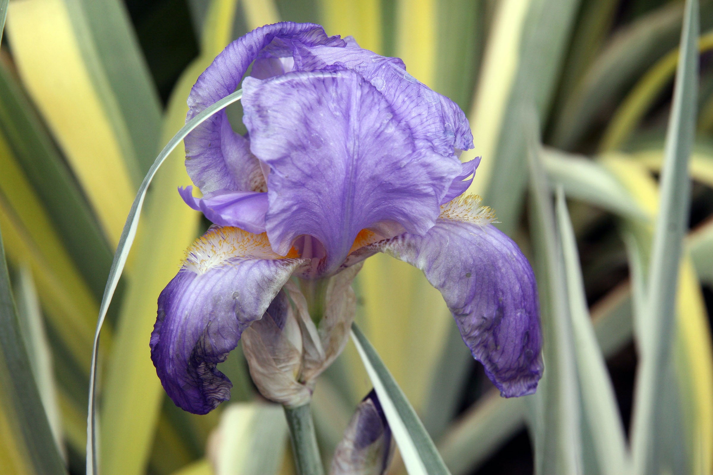 Iris pallida Lam. 'Variegata' Hort. (v) – Ballyrobert Gardens