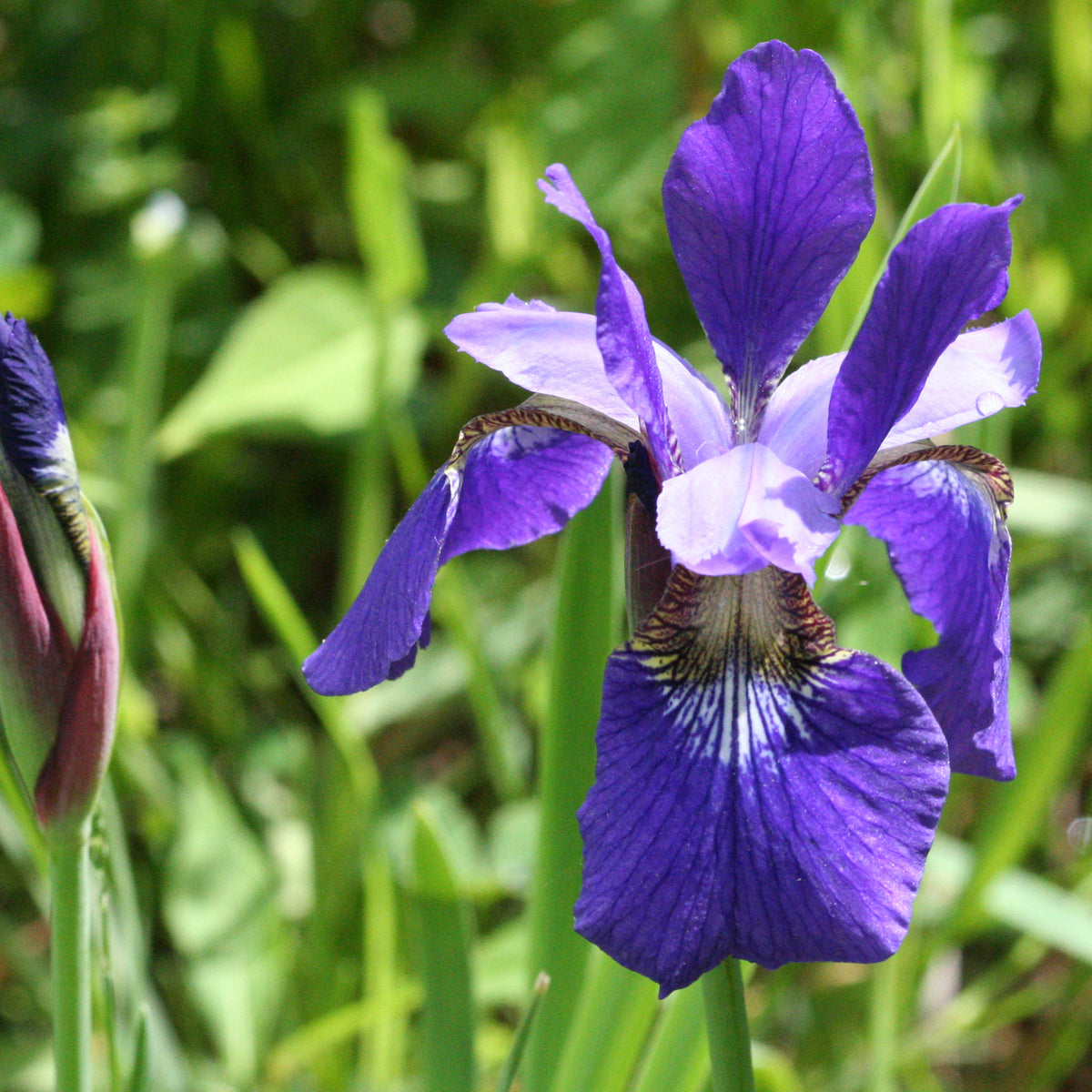 Iris versicolor – Ballyrobert Gardens