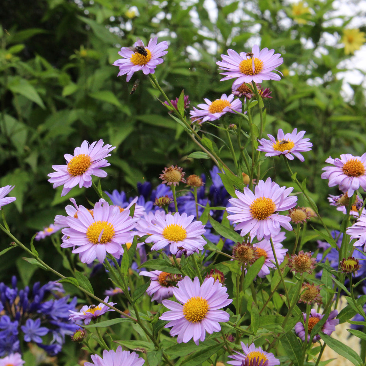 Kalimeris mongolica 'Antonia' – Ballyrobert Gardens