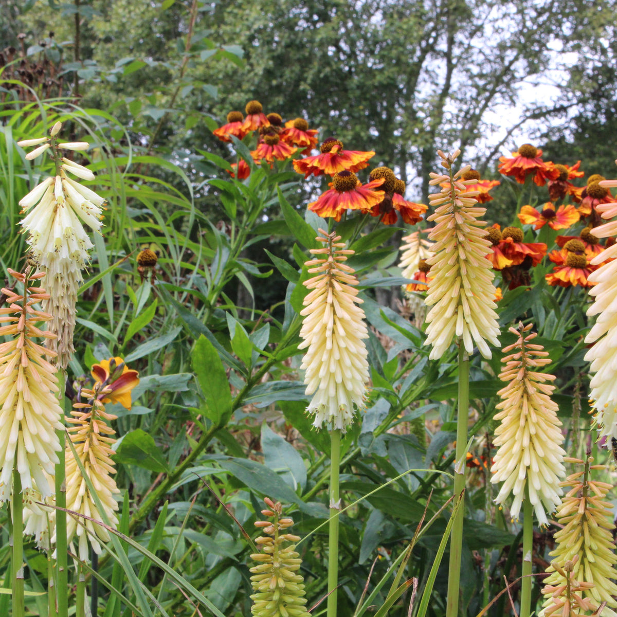 Kniphofia 'Toffee Nosed' – Ballyrobert Gardens