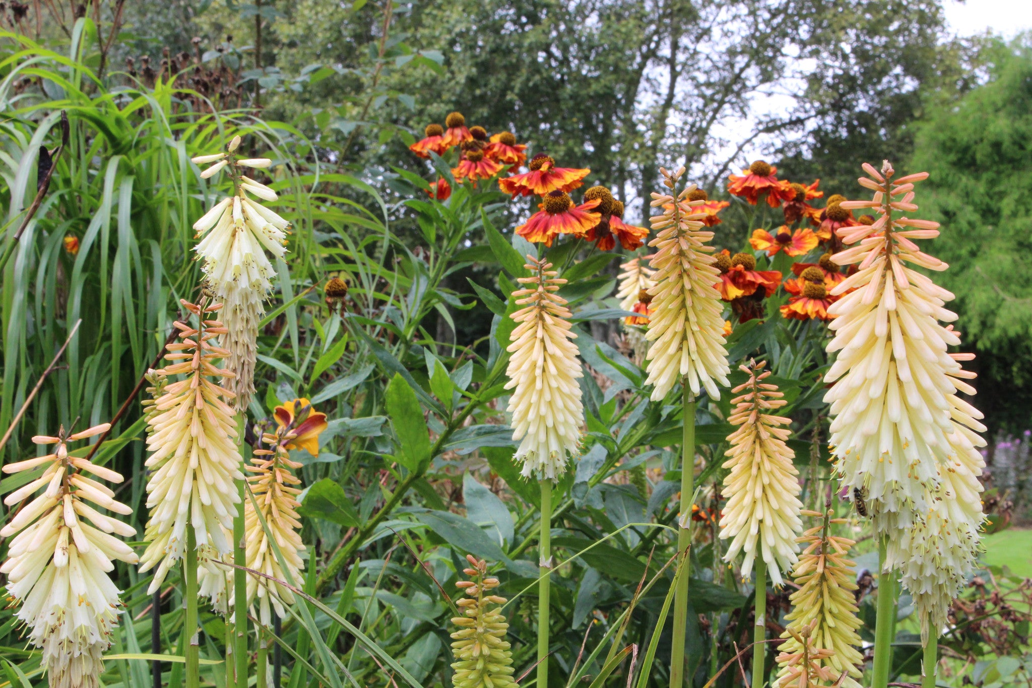 Kniphofia 'Toffee Nosed' – Ballyrobert Gardens