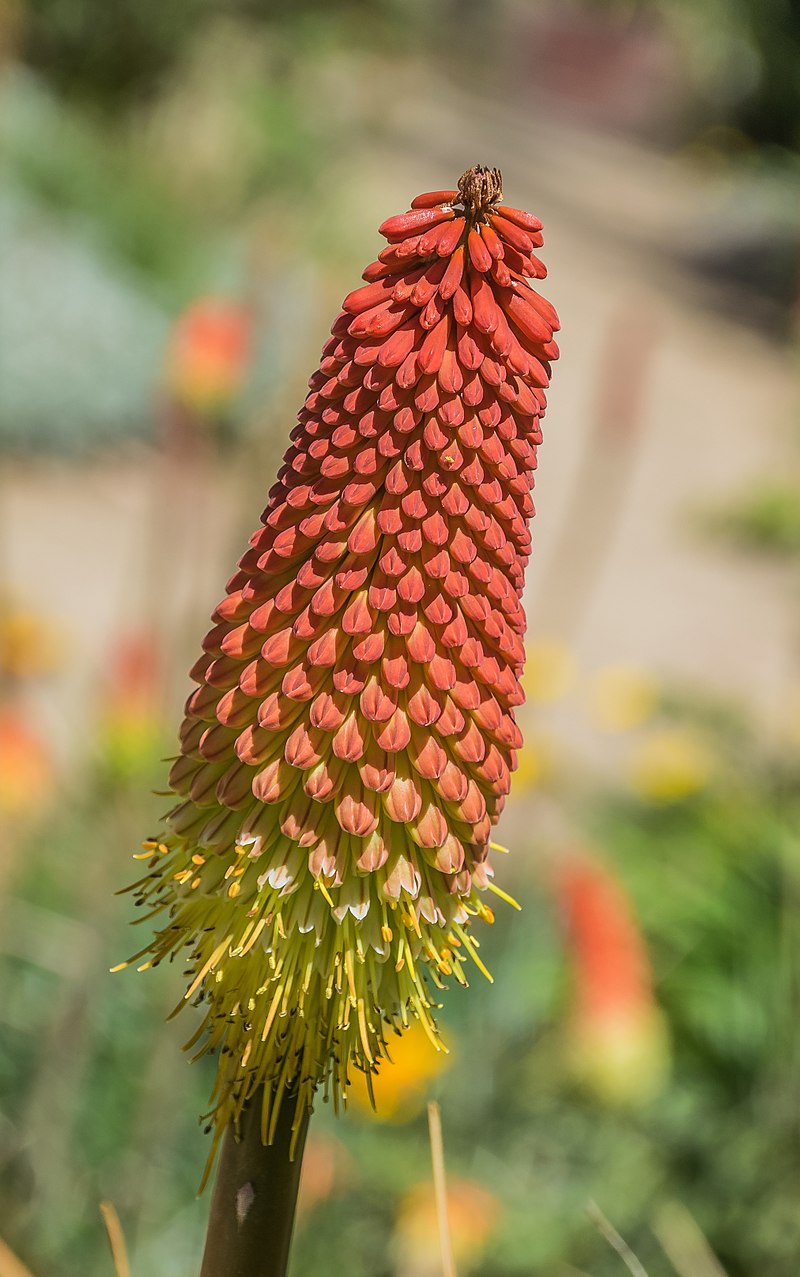 Kniphofia northiae – Ballyrobert Gardens