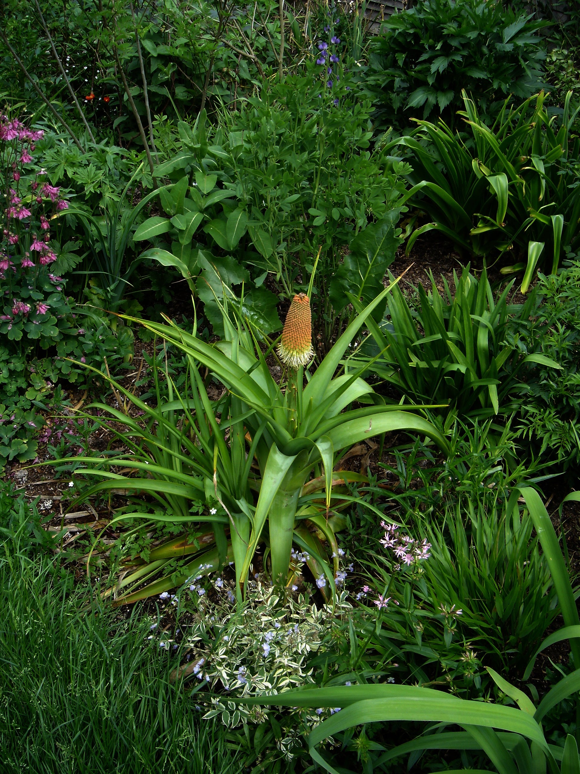 Kniphofia northiae – Ballyrobert Gardens
