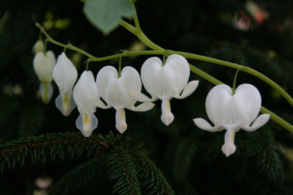 Lamprocapnos spectabilis 'Alba' – Ballyrobert Gardens