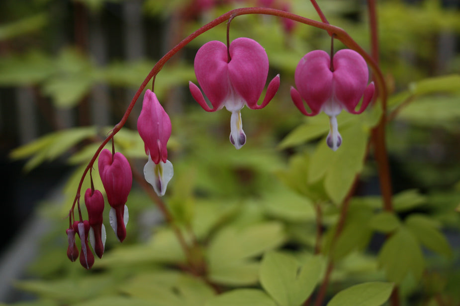 Lamprocapnos spectabilis 'Gold Heart' – Ballyrobert Gardens