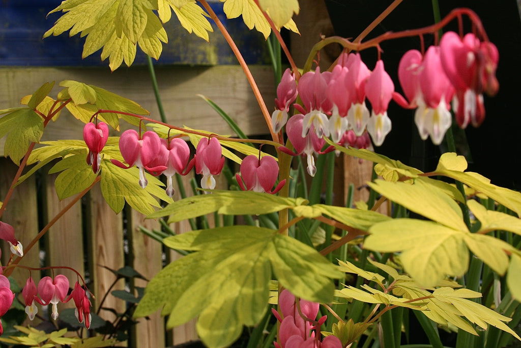 Lamprocapnos spectabilis 'Gold Heart' – Ballyrobert Gardens